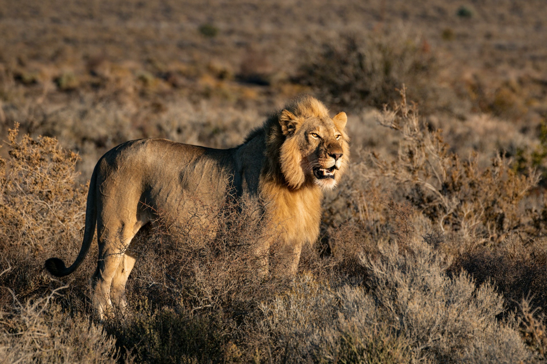 About Us – Asanja Africa | Luxury Safari Experts in Tanzania